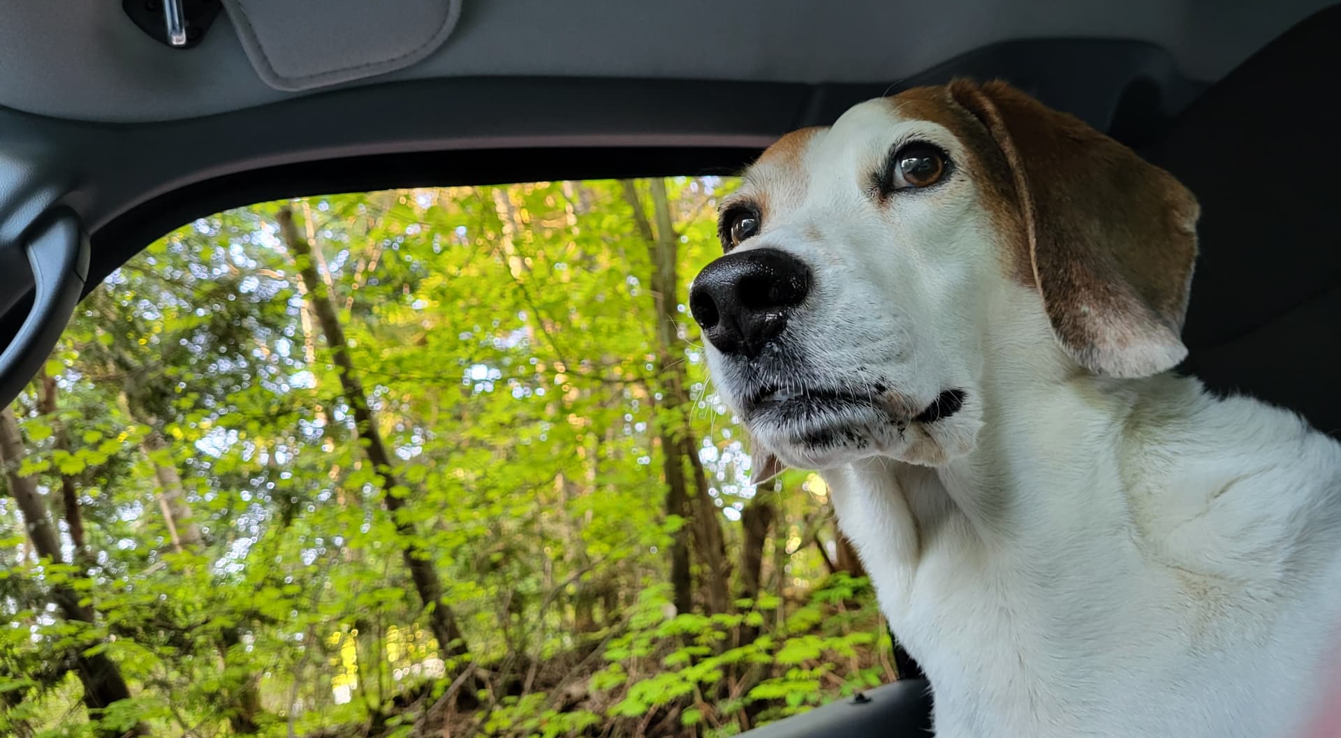 Dilly Dally Peak - May 1, 2025 - Trip Reports - Treeline to Alpine